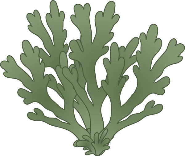 Why Seaweed Matters - Seaweed