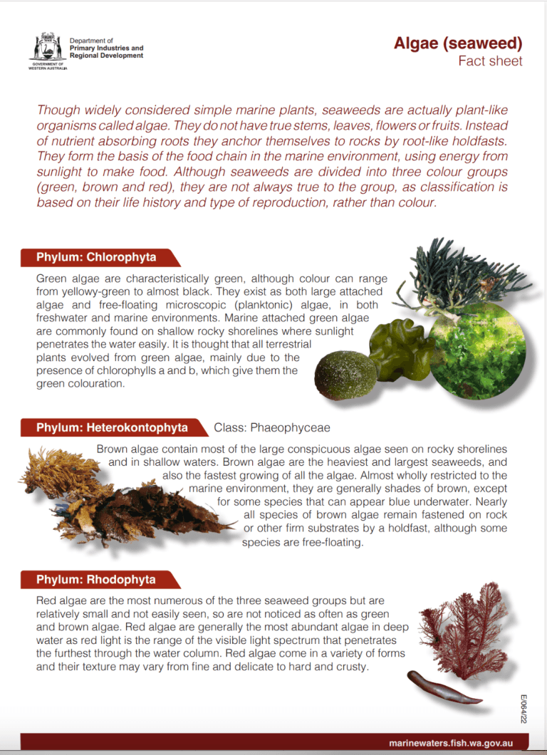 Seaweed Learning - Seaweed